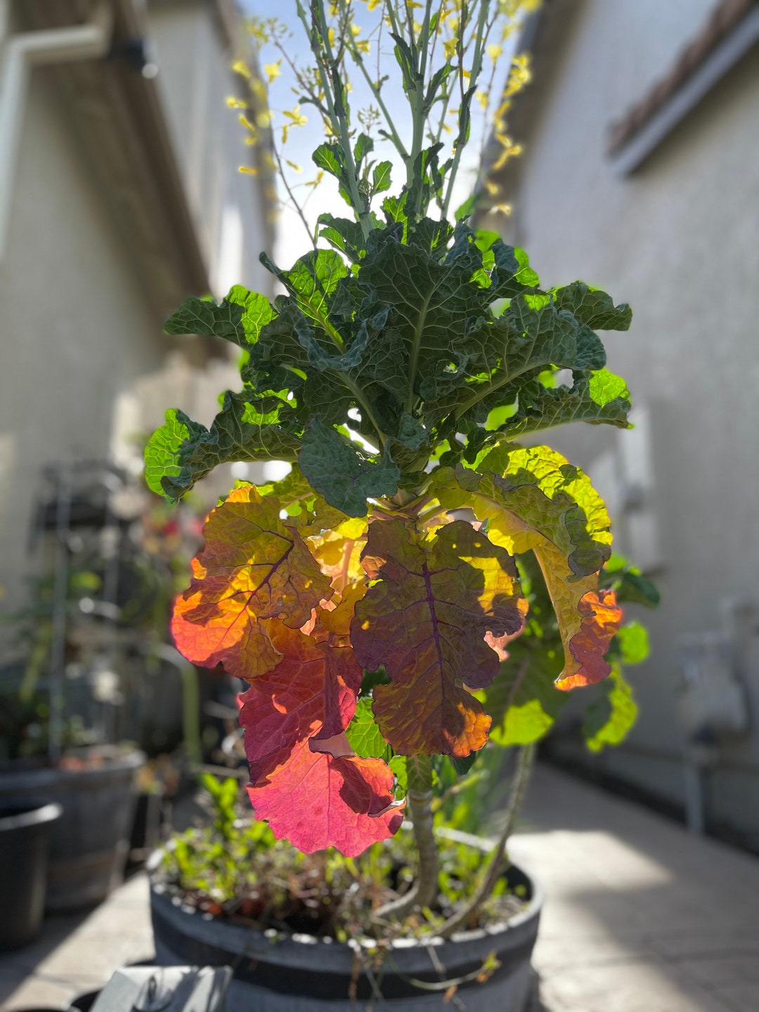 King Collard *san Ramon Variety* 20 Seeds - Etsy