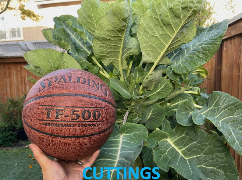 Green Tree Collard aka Tree Kale Cuttings perennial Green - Etsy