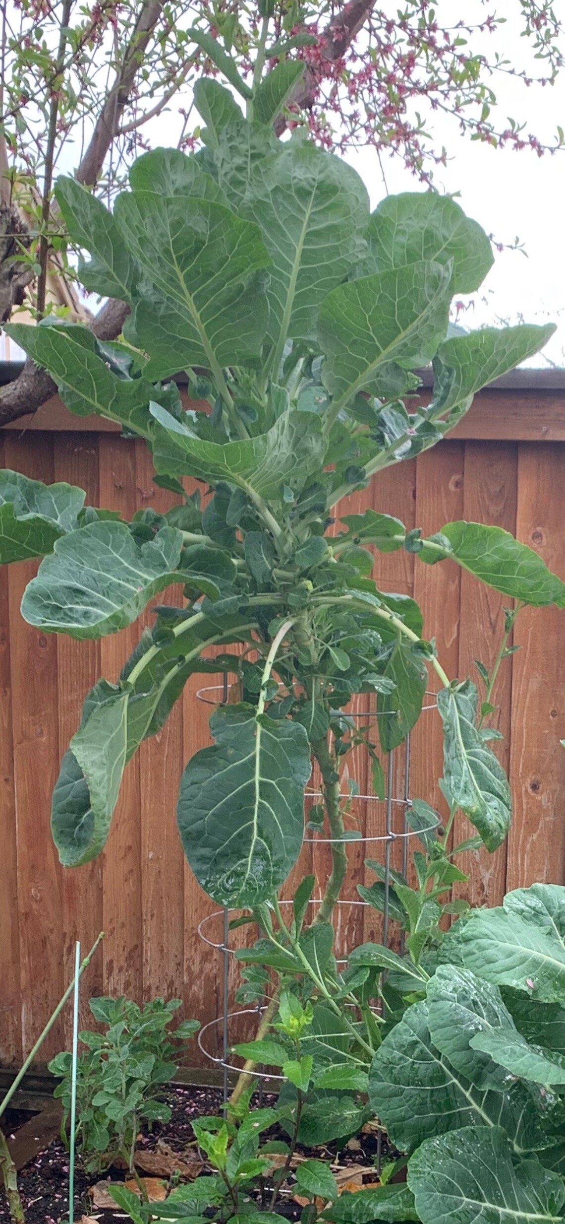 Green Tree Collard aka Tree Kale Cuttings perennial Green - Etsy