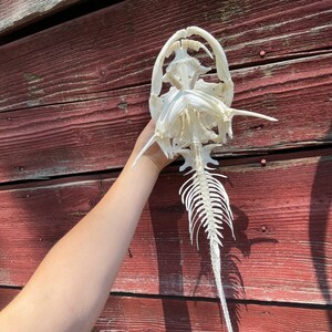 catfish skeleton