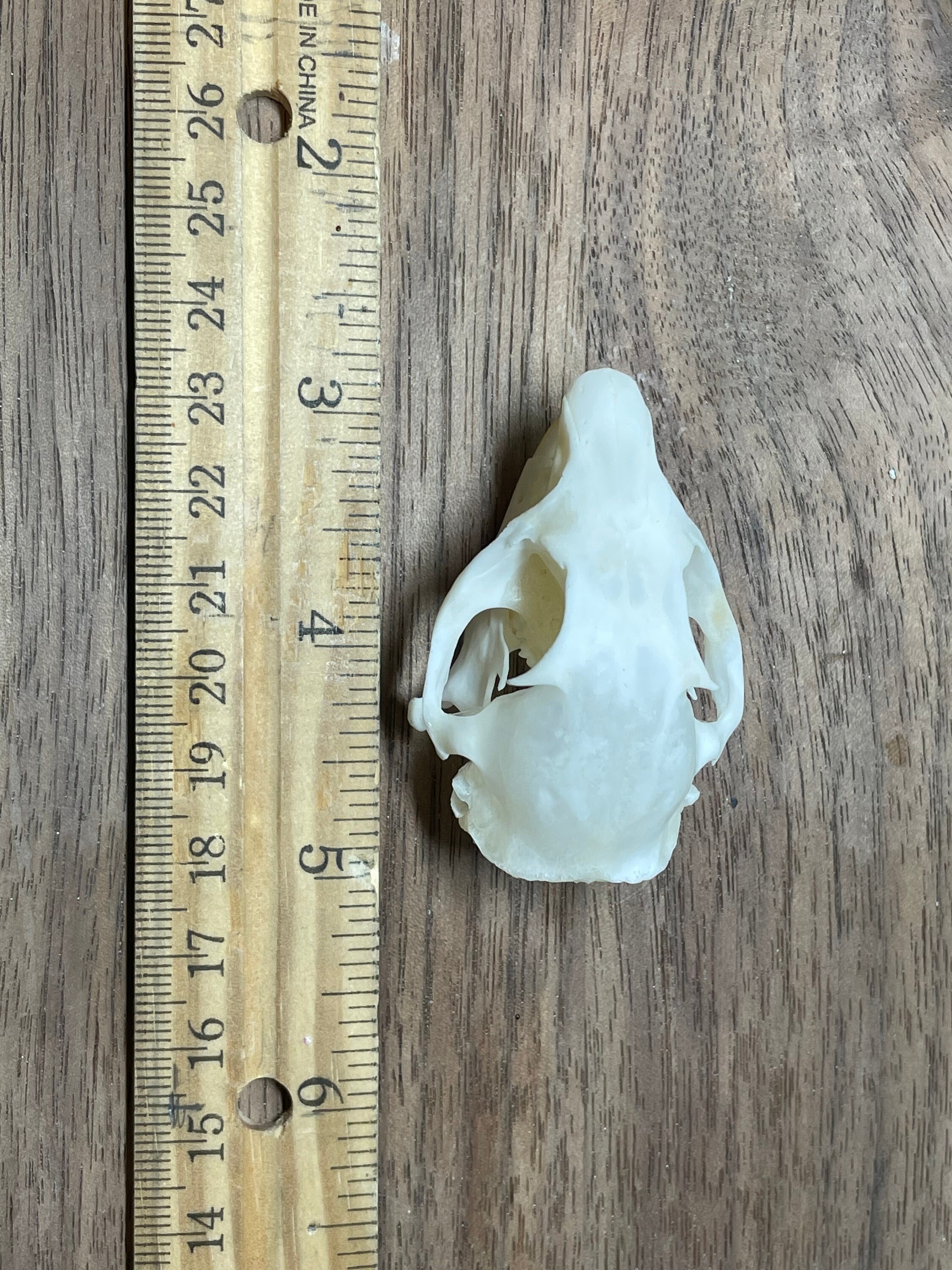 Beldings Ground Squirrel Skull - Etsy