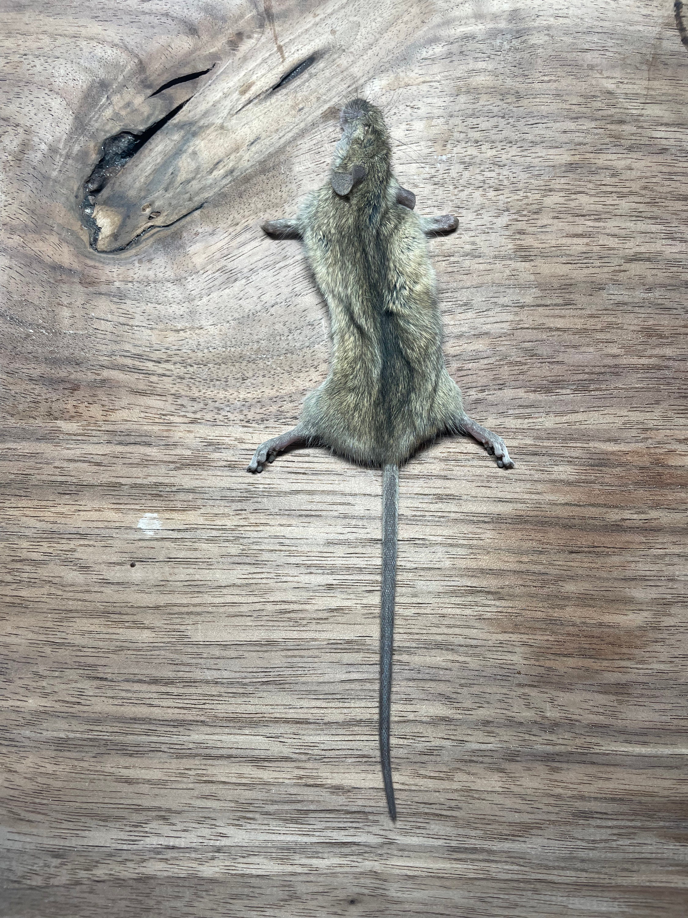House Mouse Pelt W/ Feet and Tail - Etsy