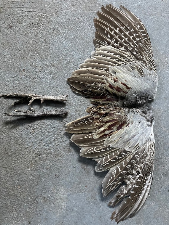 Domestic Ring Necked Pheasant Wings/feet - Etsy