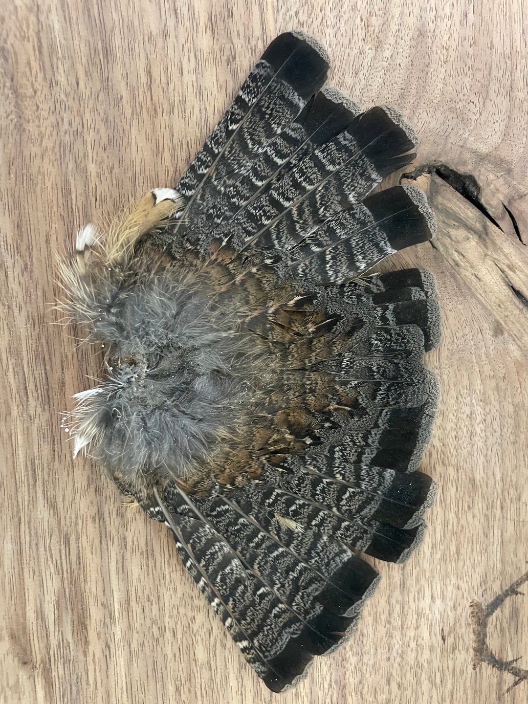 Domestic Immature Ruffed Grouse Tail Fan - Etsy