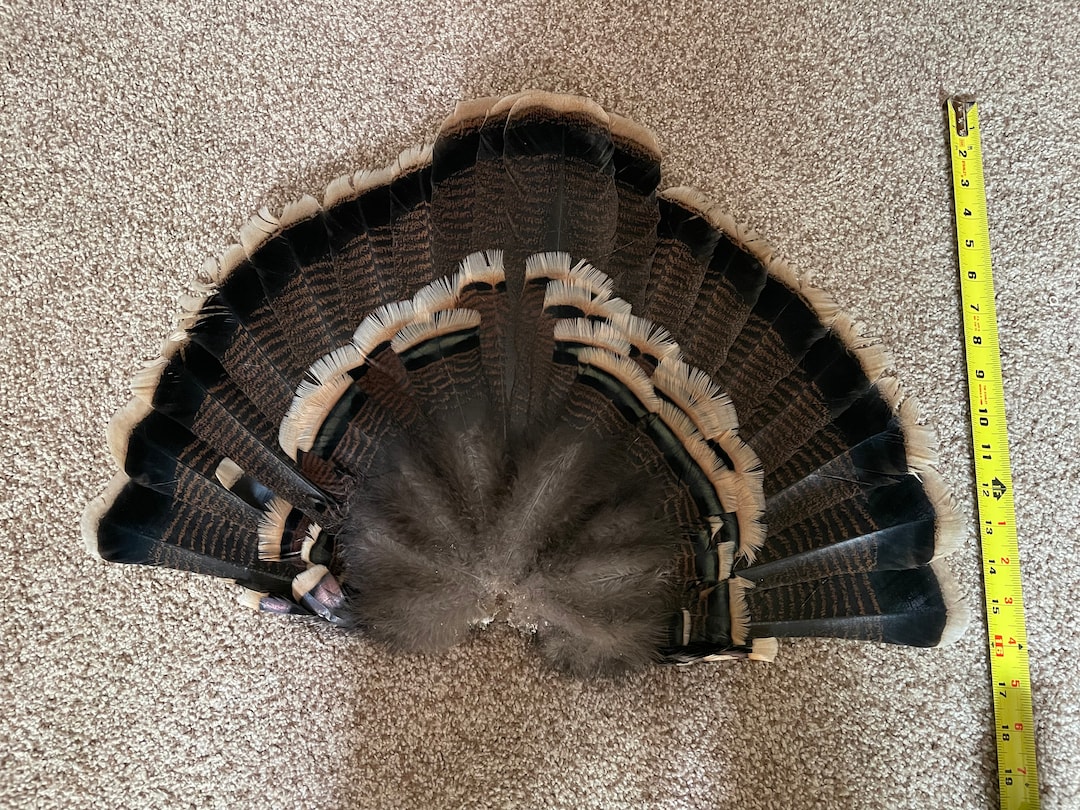 Domestic Turkey Tail Fan - Etsy