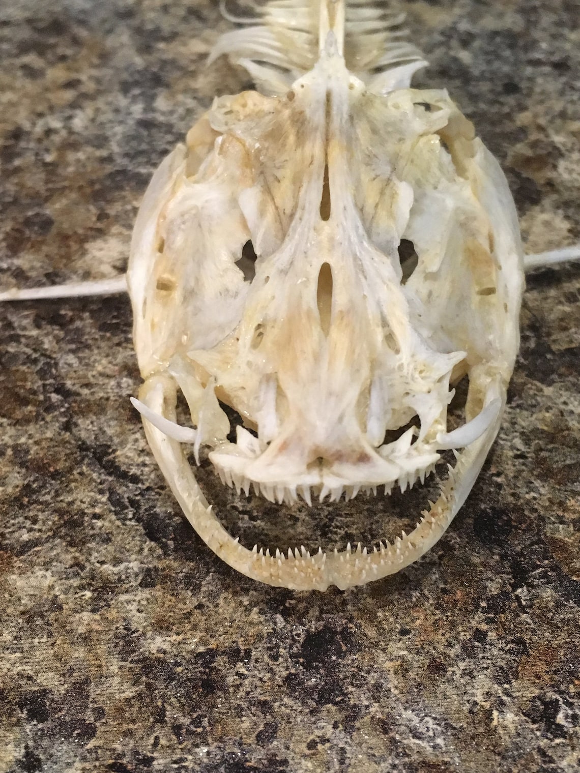 Bullhead catfish skeleton w/ choice of plaque | Etsy