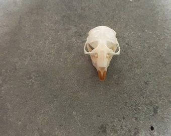 Tiny Skull Taxidermy Bones Rodent Skulls Cleaned & Whitened Mouse ...
