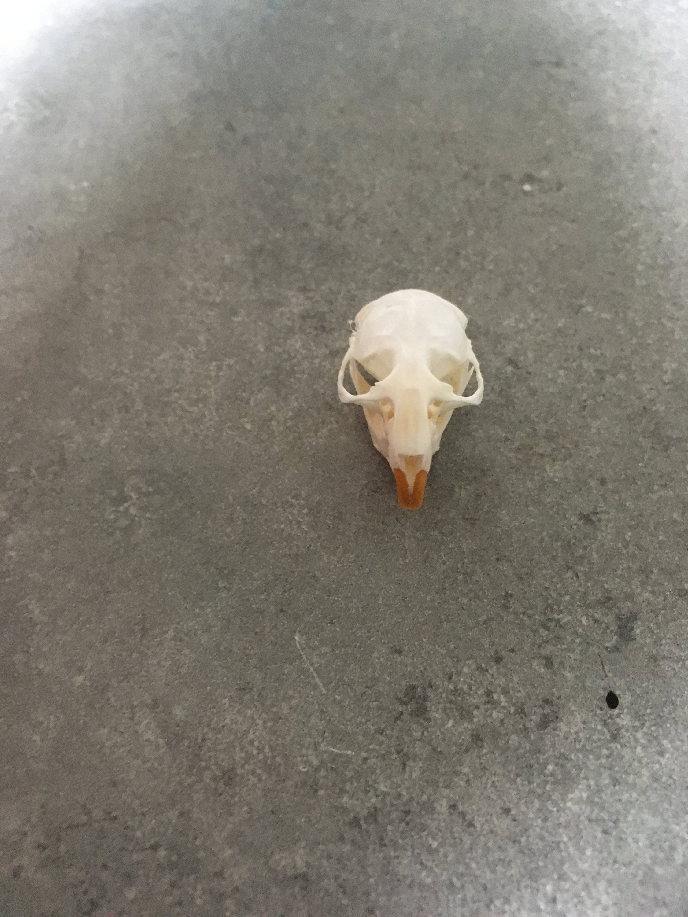 Field Mouse Skull