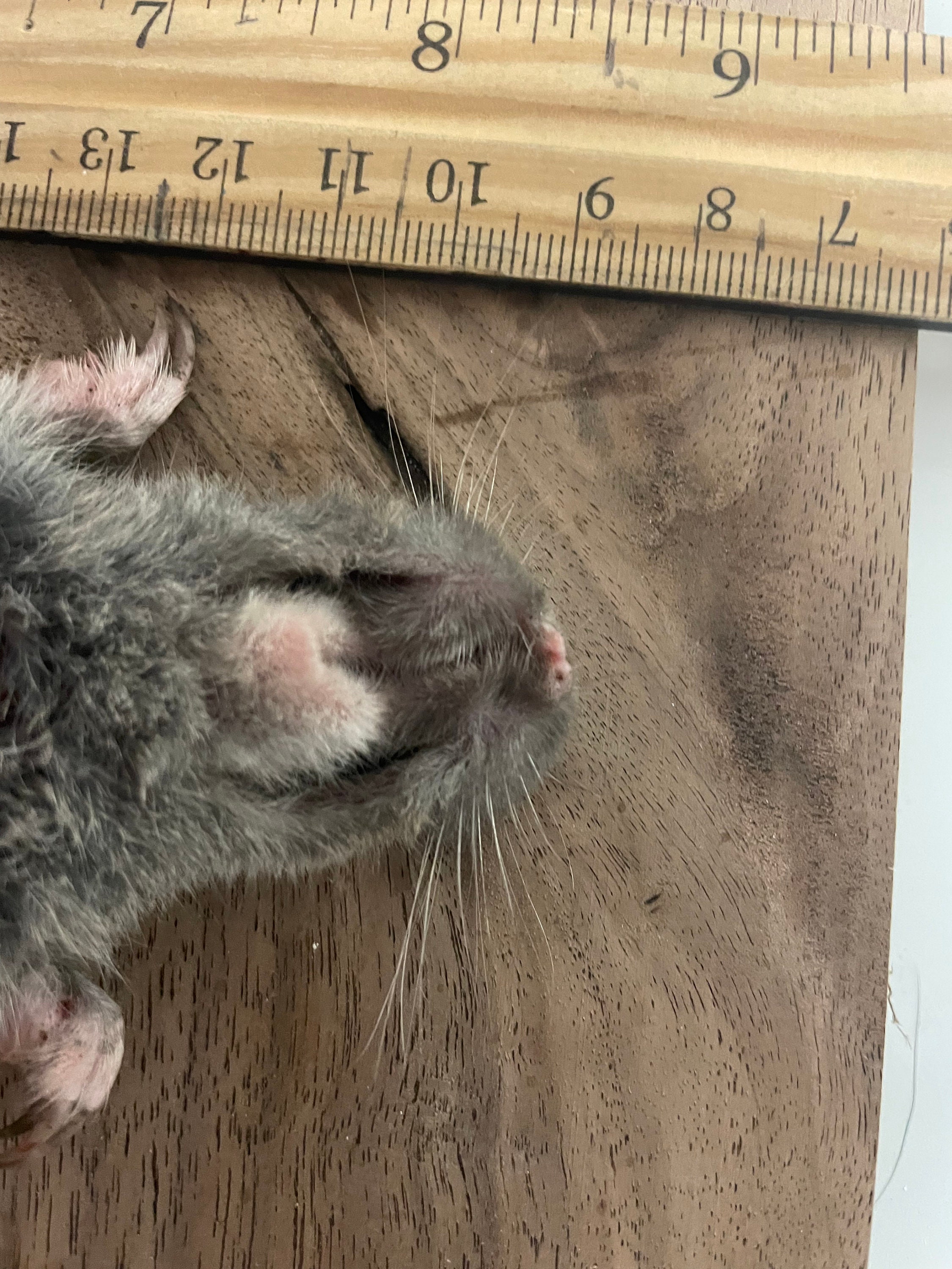 Pocket Gopher Pelt W/ Feet and Tail - Etsy