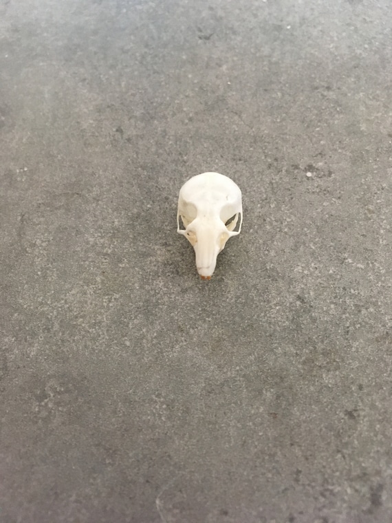 Mouse Skull