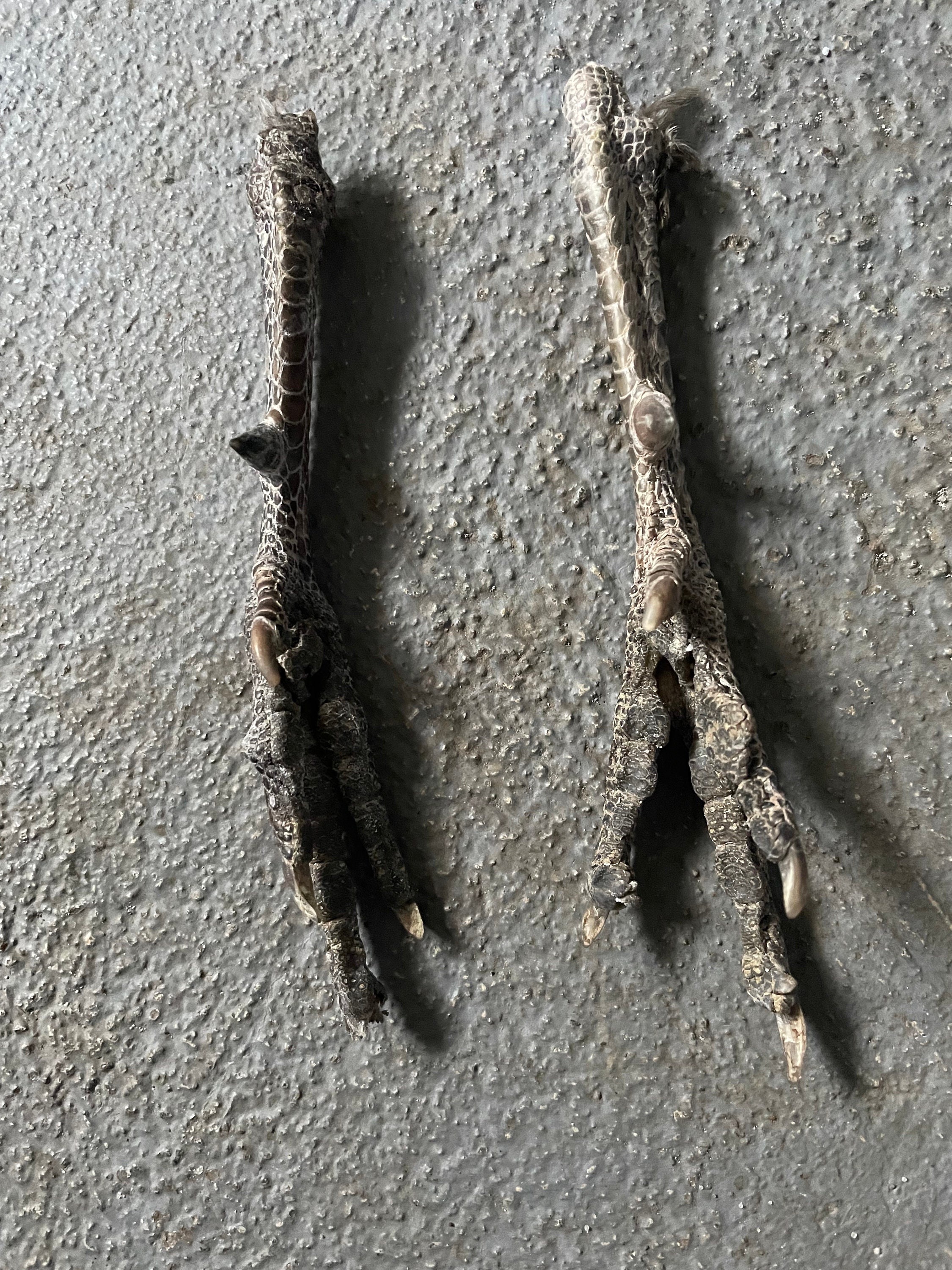 Domestic Ring Necked Pheasant Wings/feet - Etsy