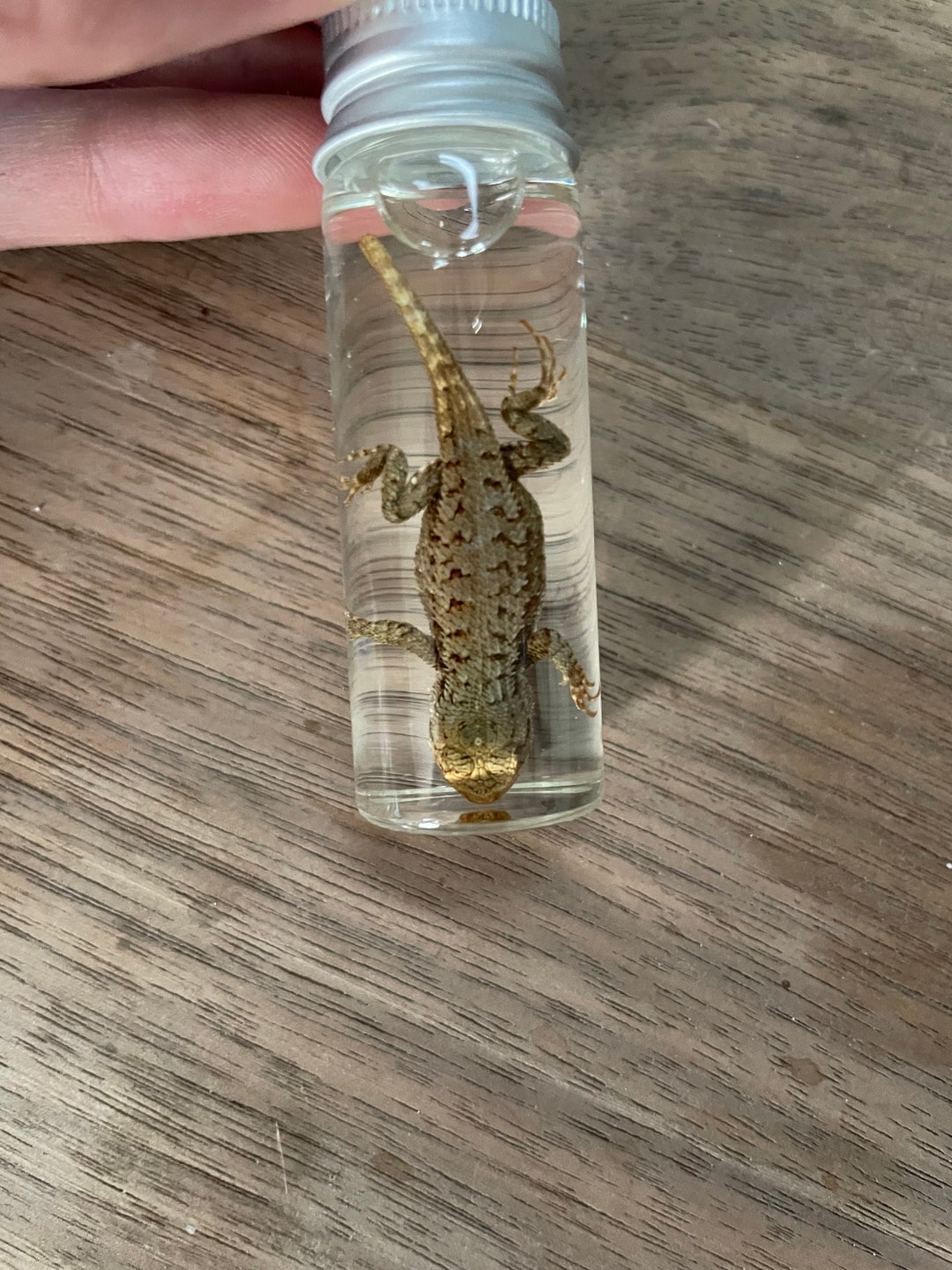 Fence Lizard Wet Specimen - Etsy