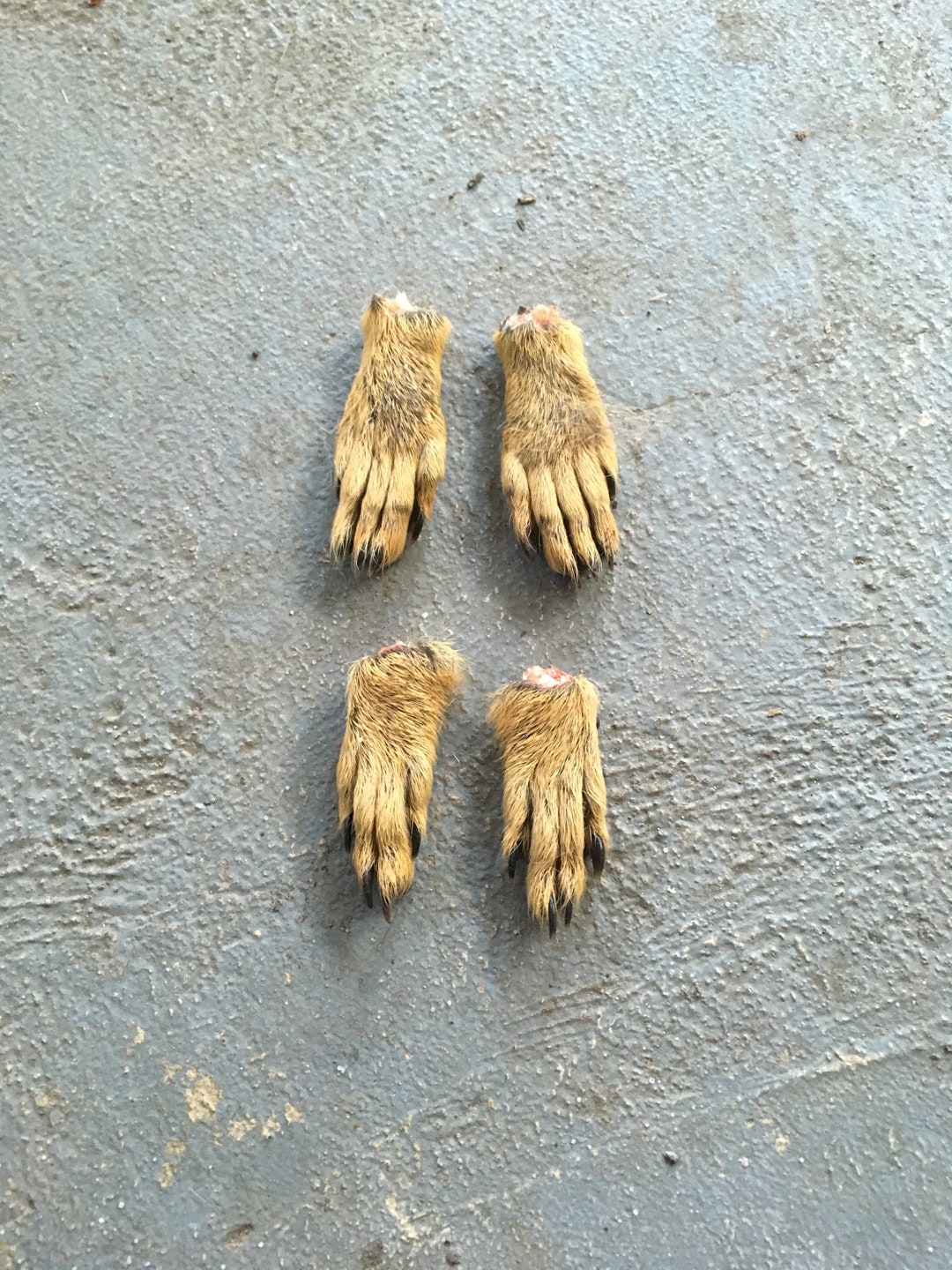 Dried Squirrel Feet 2 Front and 2 Back W/ FREEBIES - Etsy