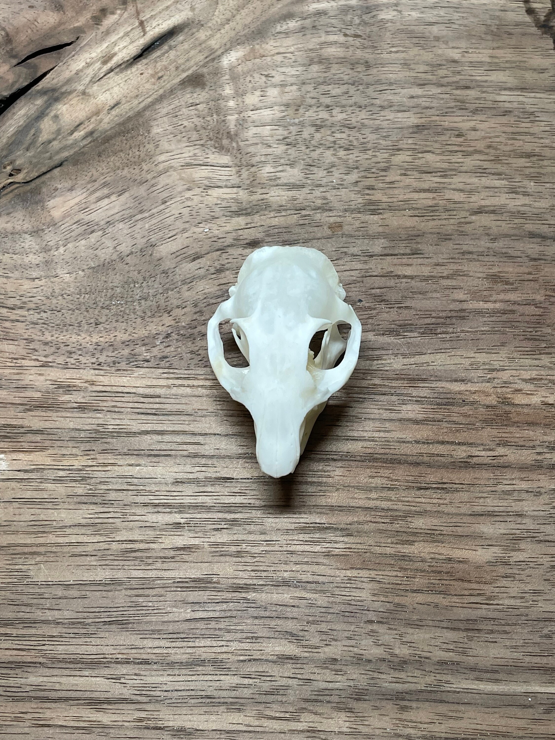 Beldings Ground Squirrel Skull - Etsy