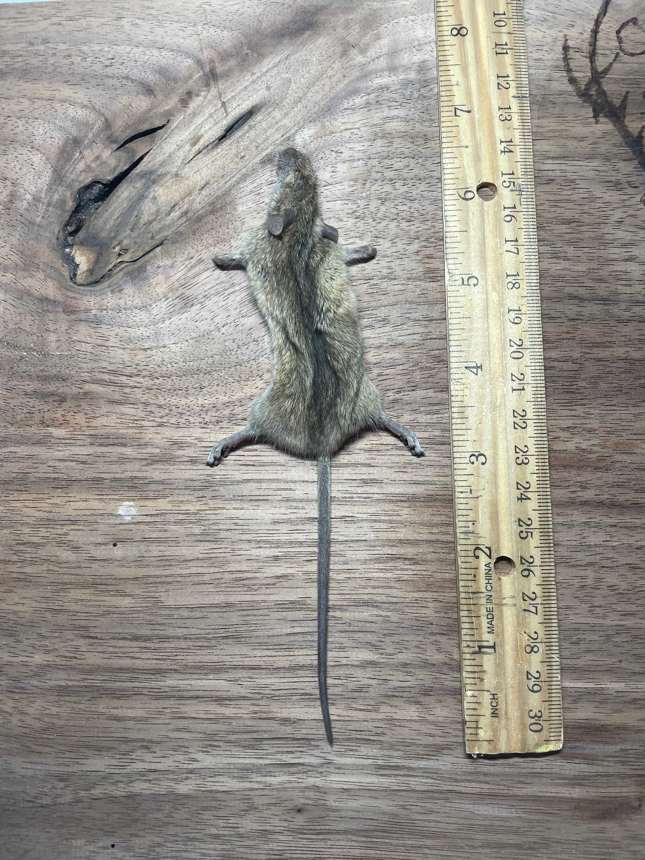 House Mouse Pelt W/ Feet and Tail - Etsy