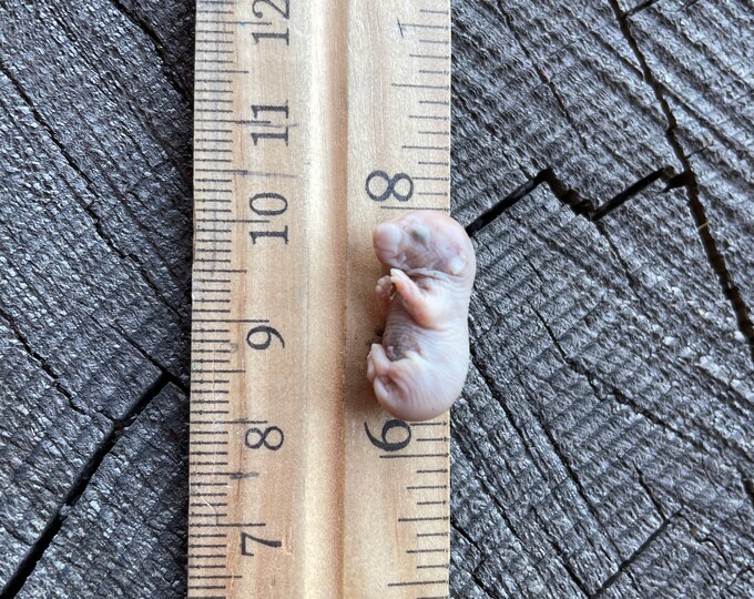 Wet Specimen Pinkie Vole (baby Vole) - Etsy