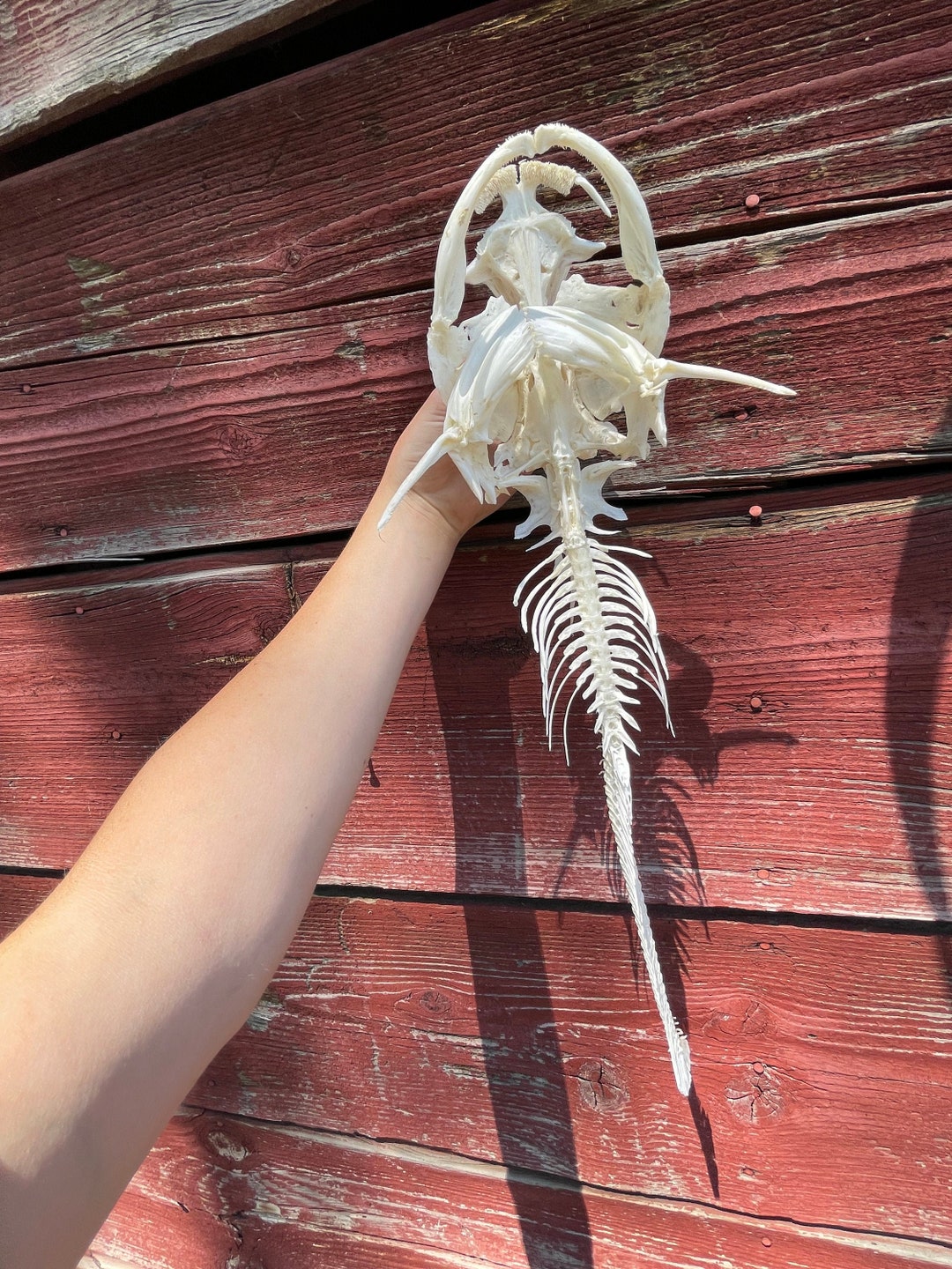 Channel Catfish Skeleton 21 Inches - Etsy