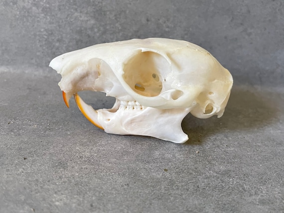 Gray Squirrel Skeleton