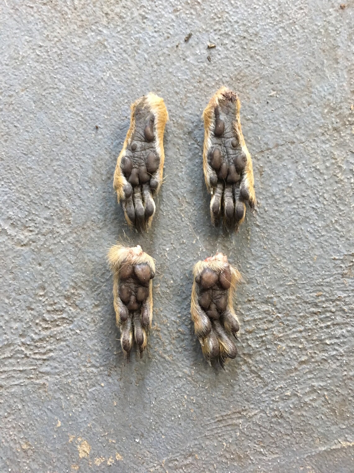 Dried Squirrel Feet 2 Front and 2 Back W/ FREEBIES - Etsy