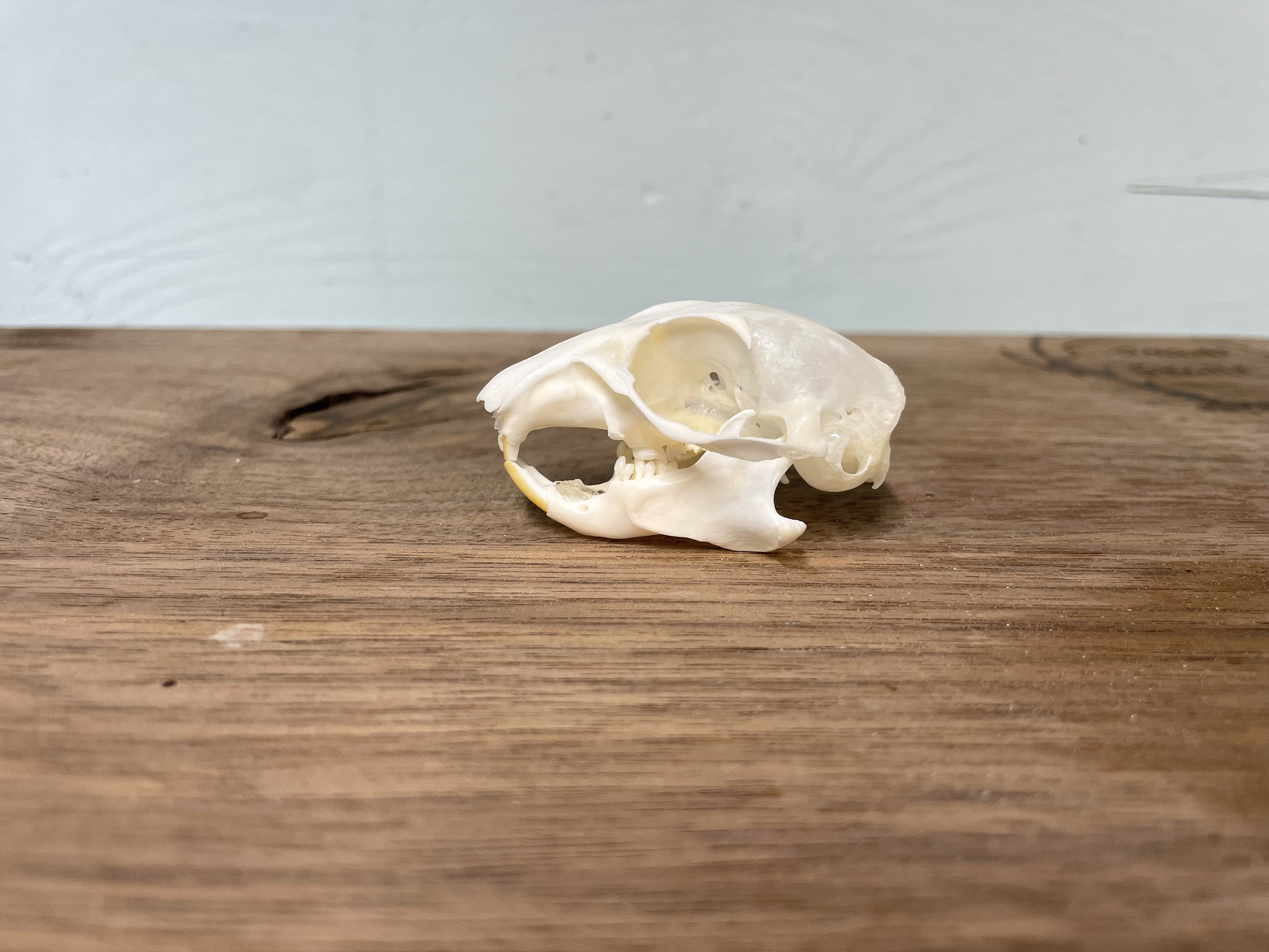 Beldings Ground Squirrel Skull - Etsy