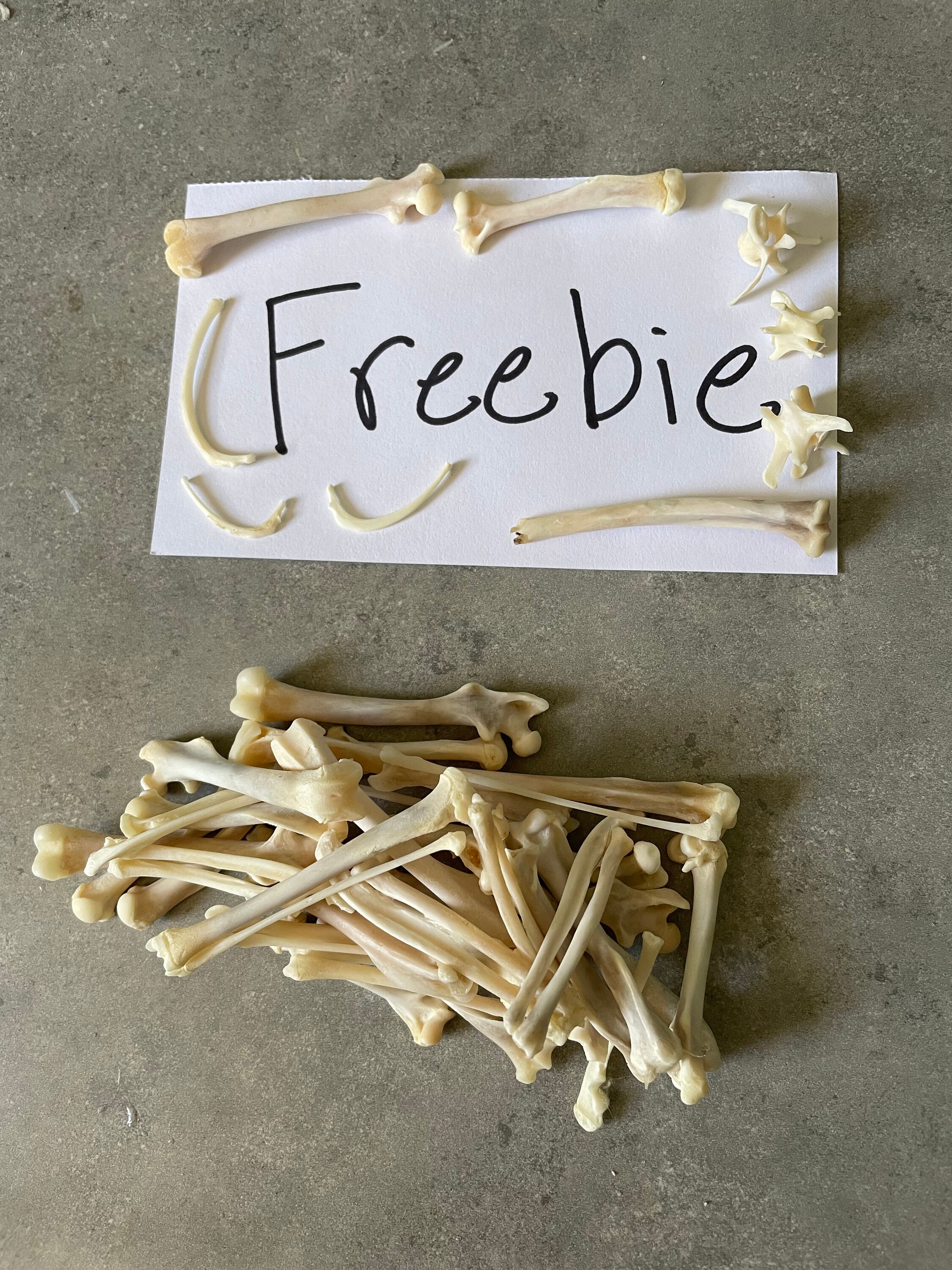 Fox Squirrel leg bones | Etsy