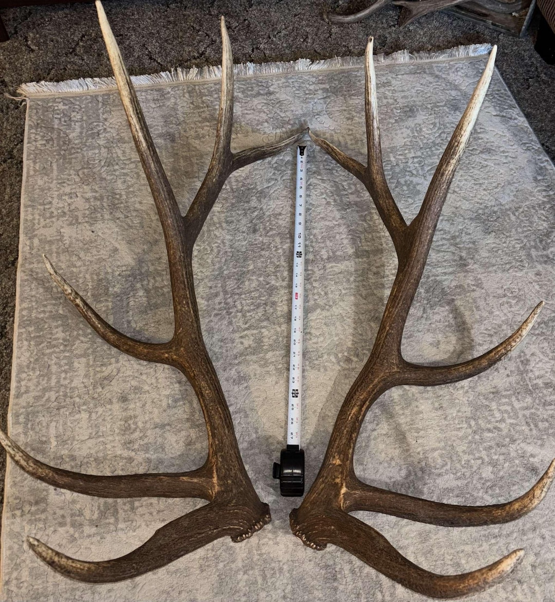 Large Set of Rocky-mountain Elk Sheds 310 Inches Free Shipping - Etsy