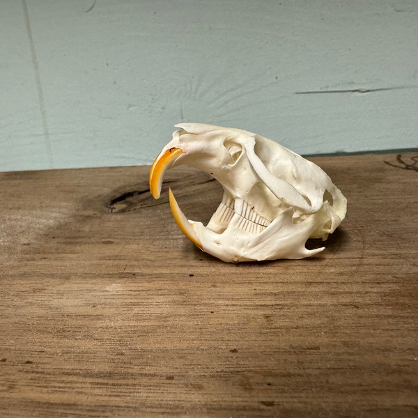 Muskrat Skull - Etsy