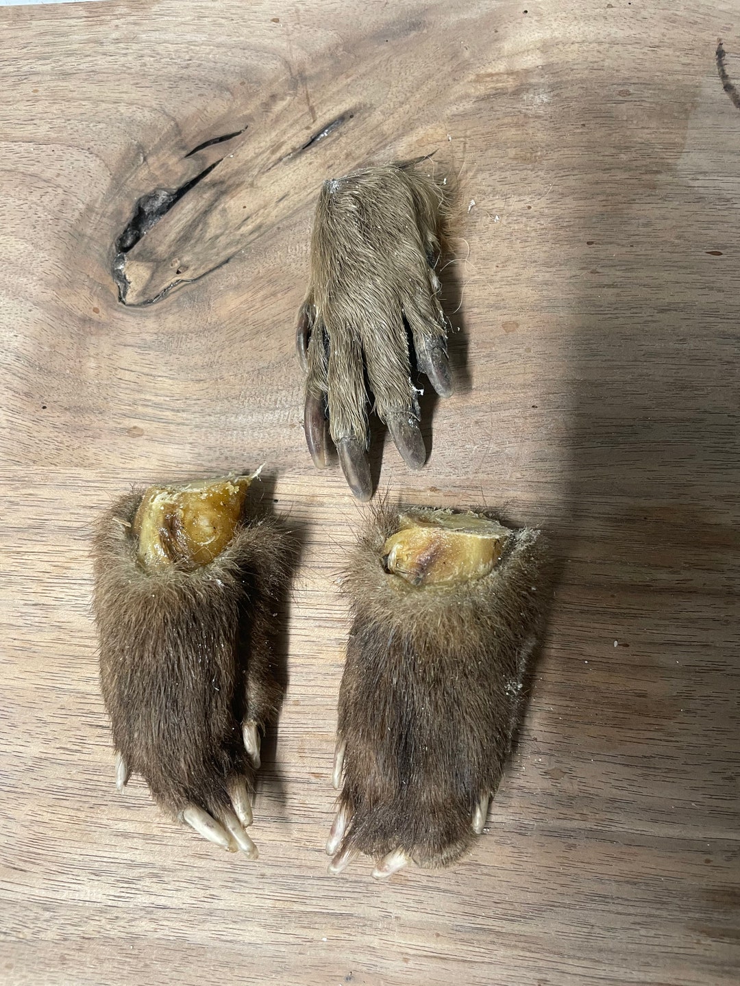 Dried Beaver/badger Feet 2 Front and 2 Back - Etsy