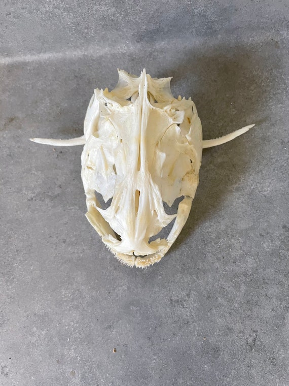 Bullhead catfish skull | Etsy