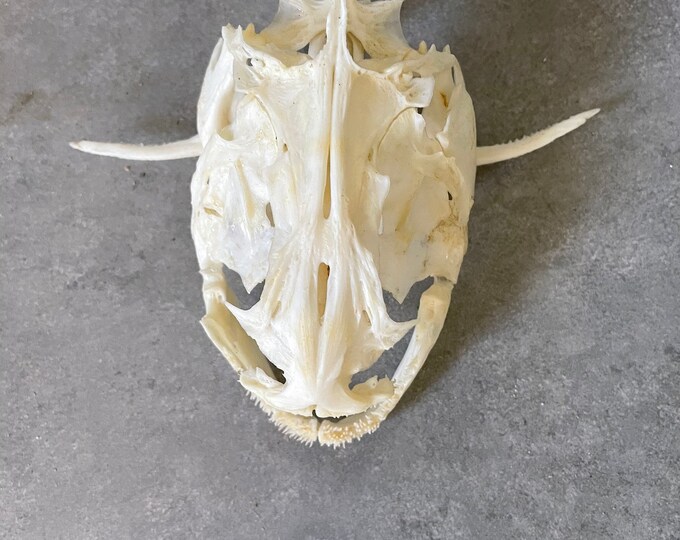 Bullhead Catfish Skull - Etsy
