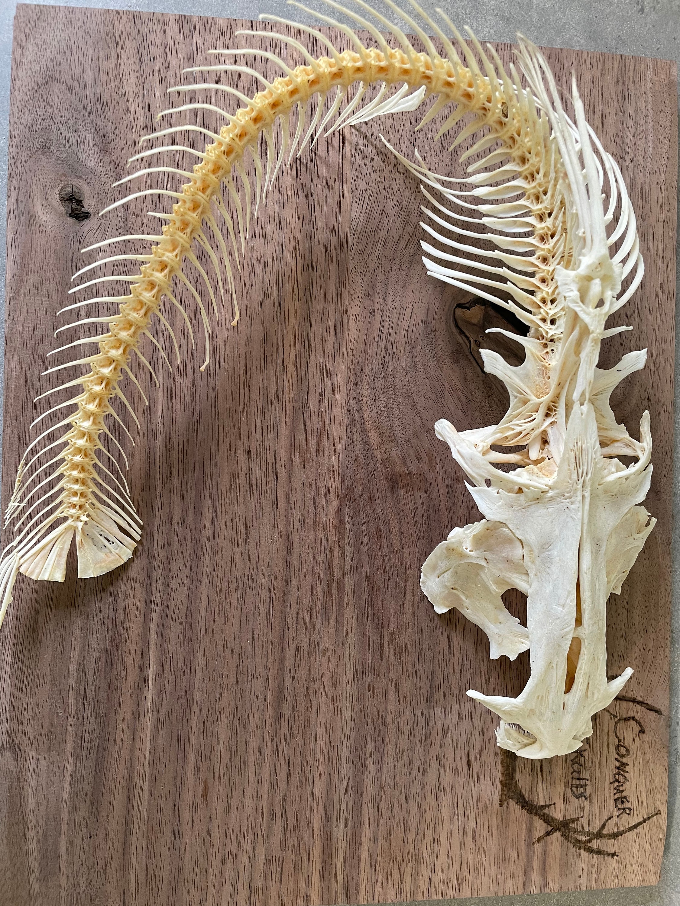 Catfish Skeleton
