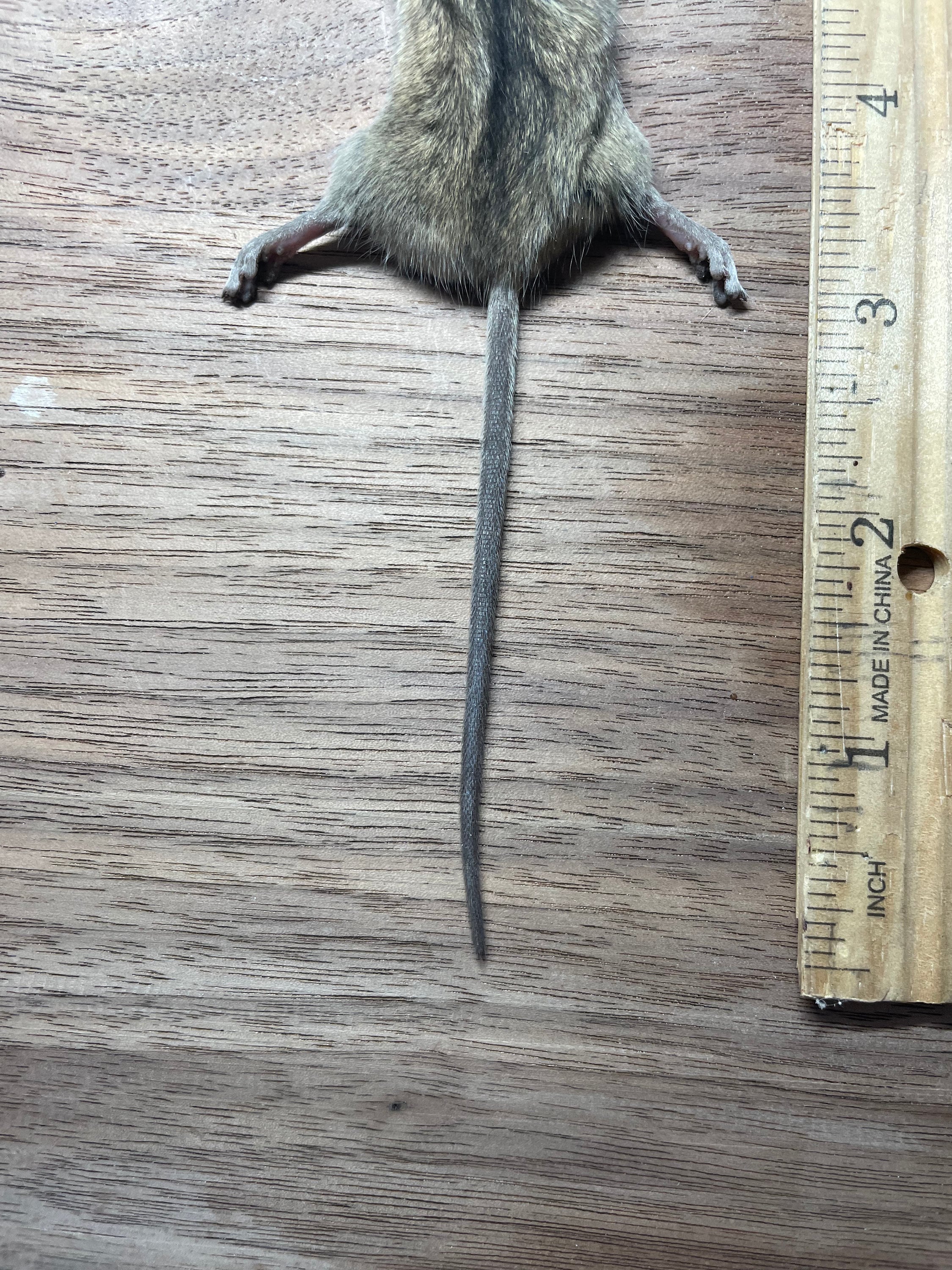 House Mouse Pelt W/ Feet and Tail - Etsy
