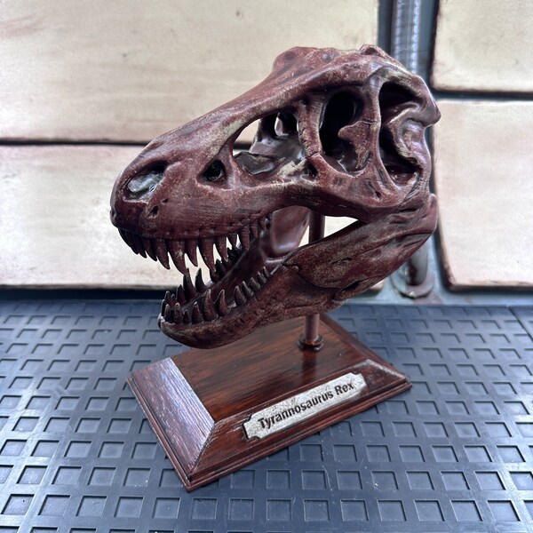 Dinosaur Bone Display - Etsy