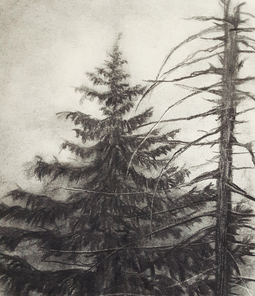 Forest. Original Charcaol Drawing. - Etsy