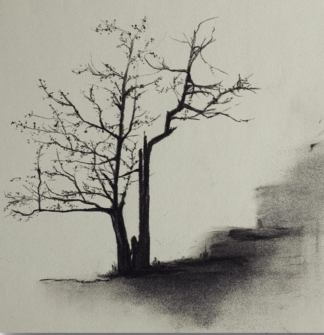 Original Rustic Tree Charcoal Drawing: Gallery Wall Art (9x12 In) - Etsy