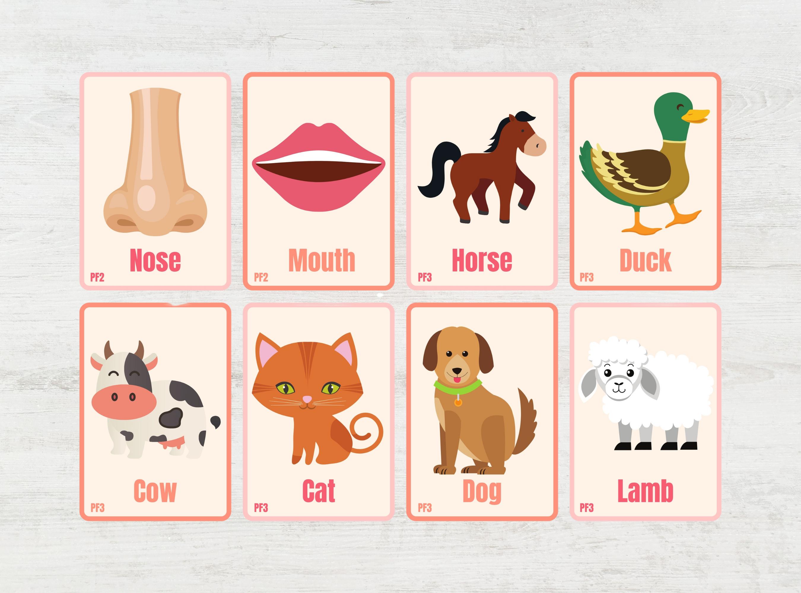 Palfish Props | 48 Printable Teacher Flashcards for Palfish Trial ...