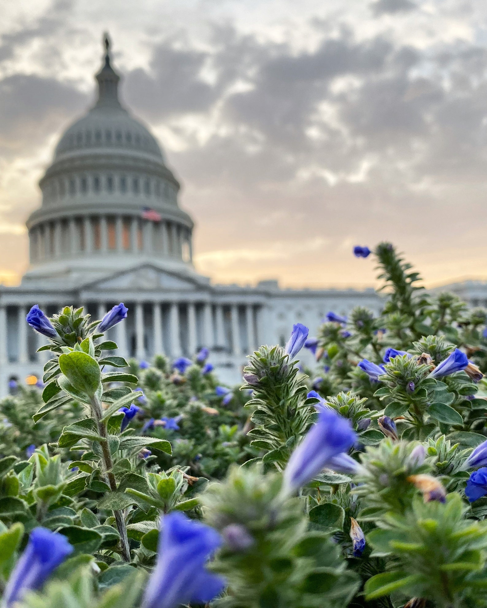 Capitol Flowers - Print - Etsy