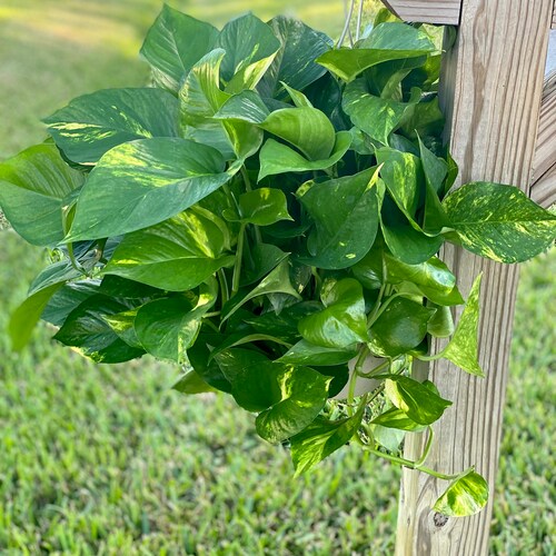 Giant Fenestrated Golden Queen Hawaiian Pothos Vine Epipremnum - Etsy