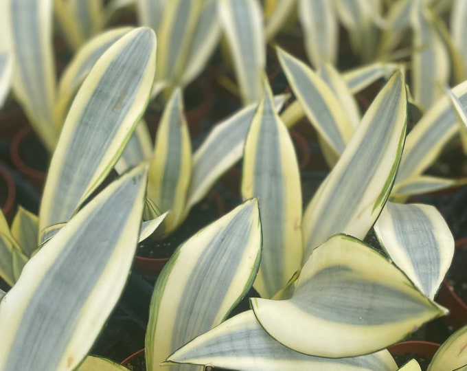 Sansevieria Ghost / Snake Plant / House Plant / Indoor Plant - Etsy ...