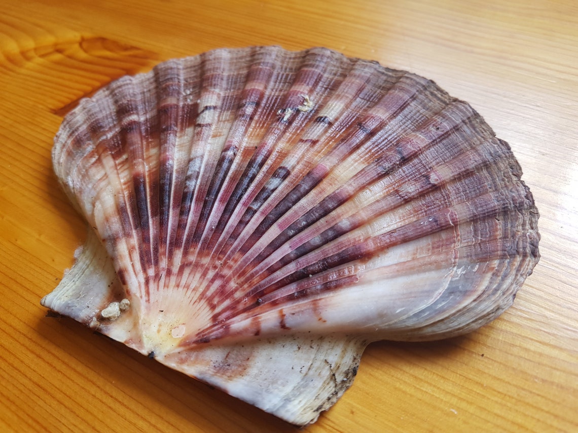 Beautiful Natural Connemara Small Irish Sea Shells - Etsy