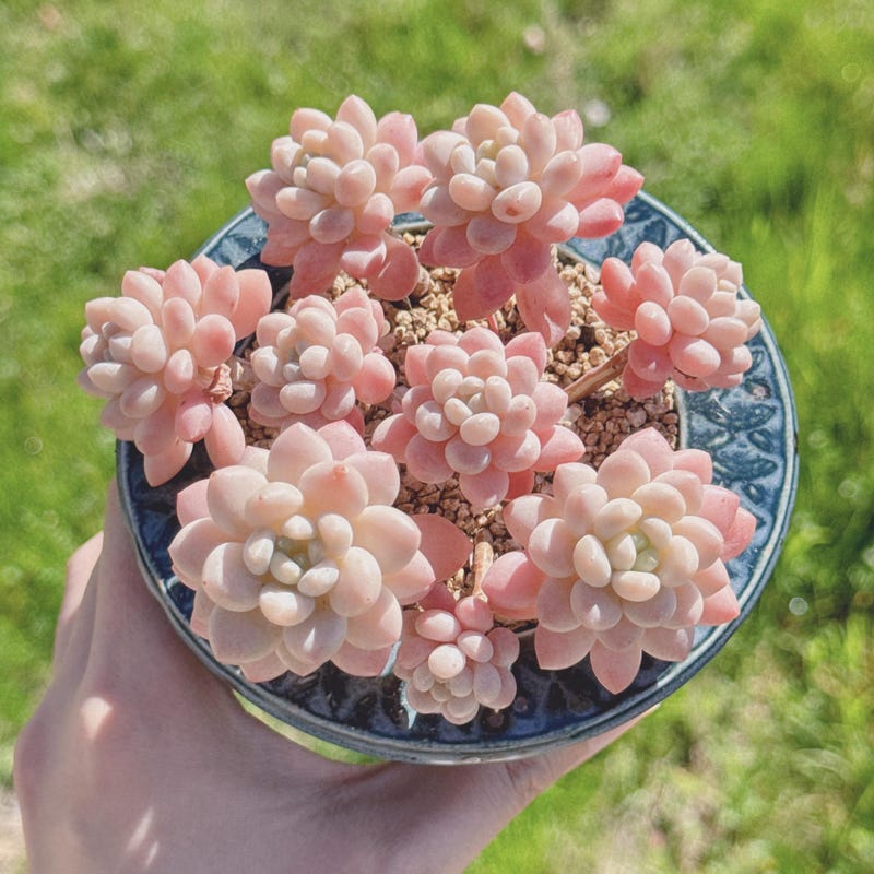 Caviar Cluster - Etsy