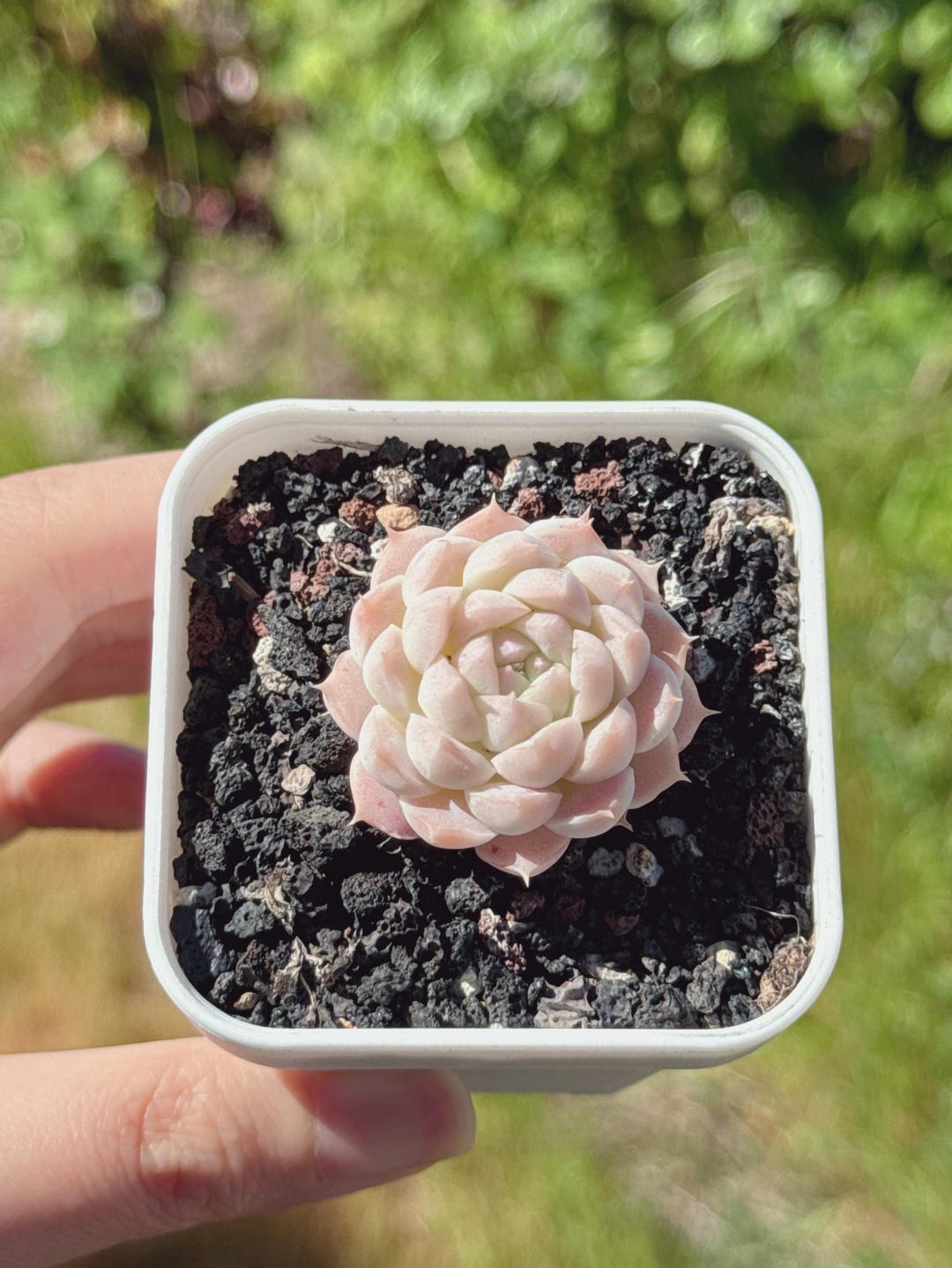 Echeveria Hybrid, Rare Succulents, Imported Korean Succulent - Etsy
