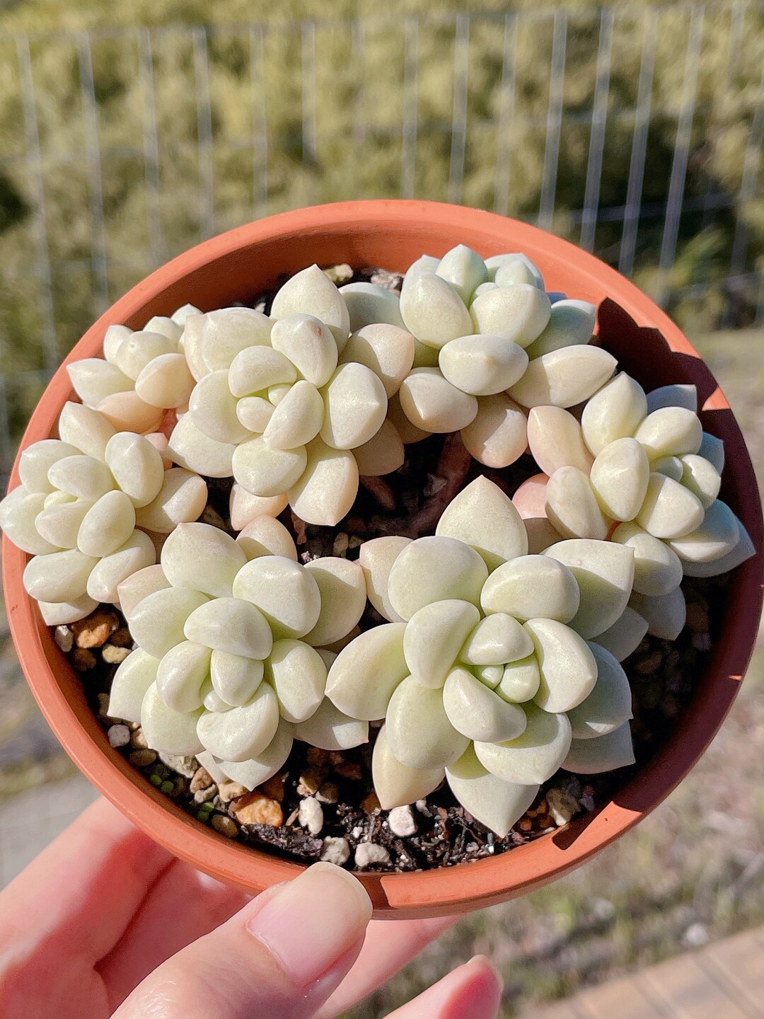Pachyphytum Bubble Gum Cluster, Rare Succulents, Imported Korean ...