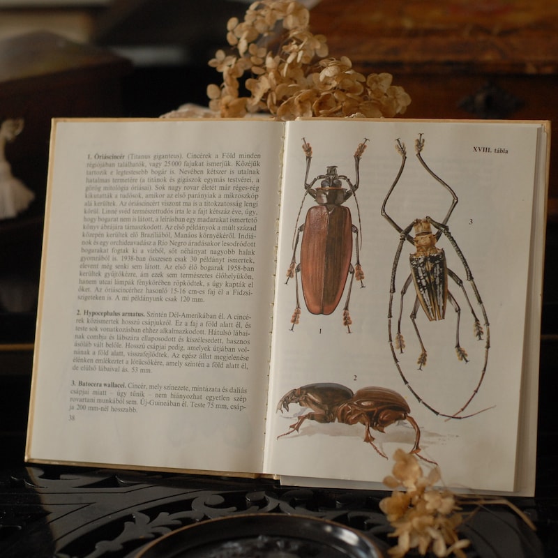 Antique Insect Print - Etsy