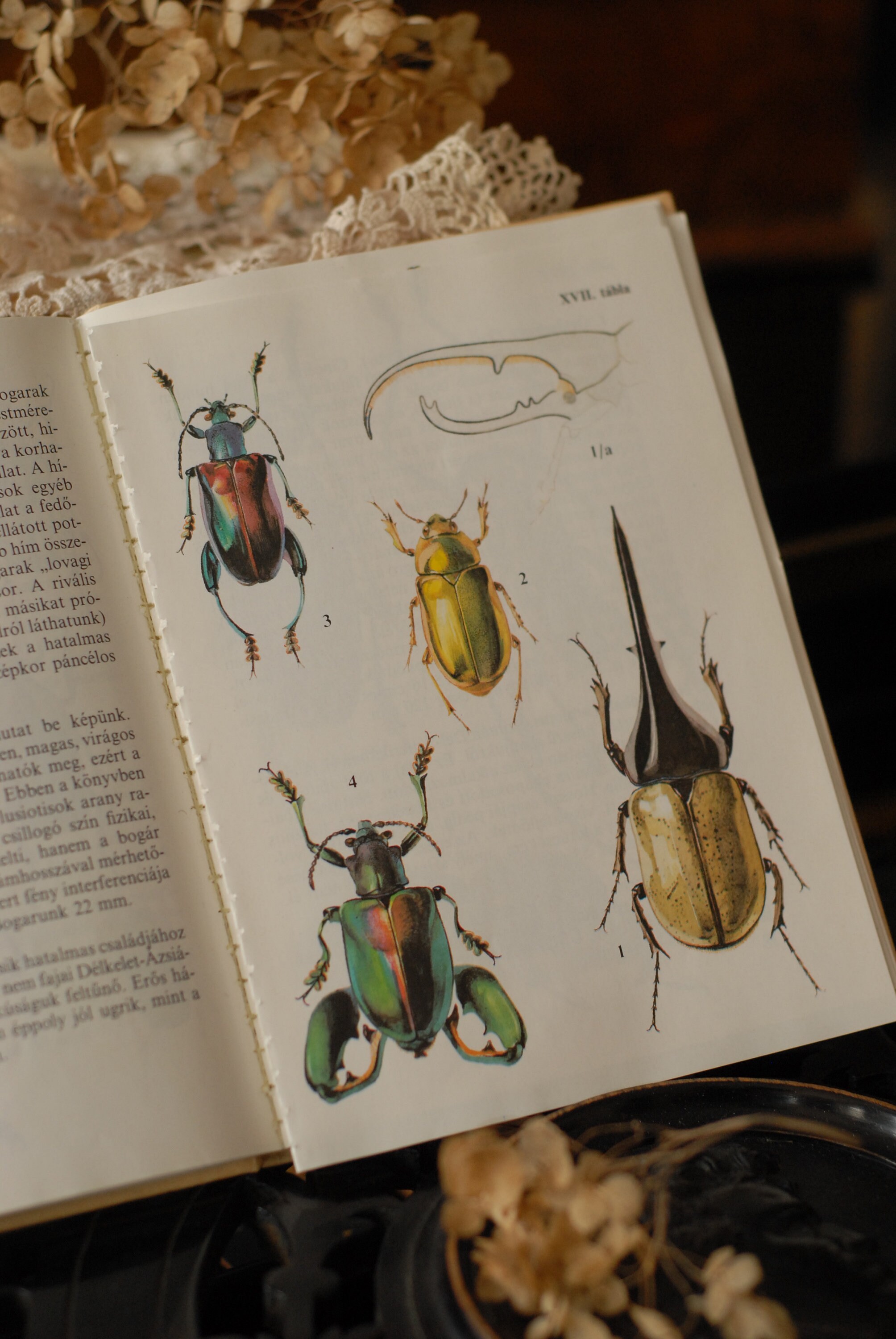 Guide to Exotic Insects, European Vintage Nature Book, Watercolor ...