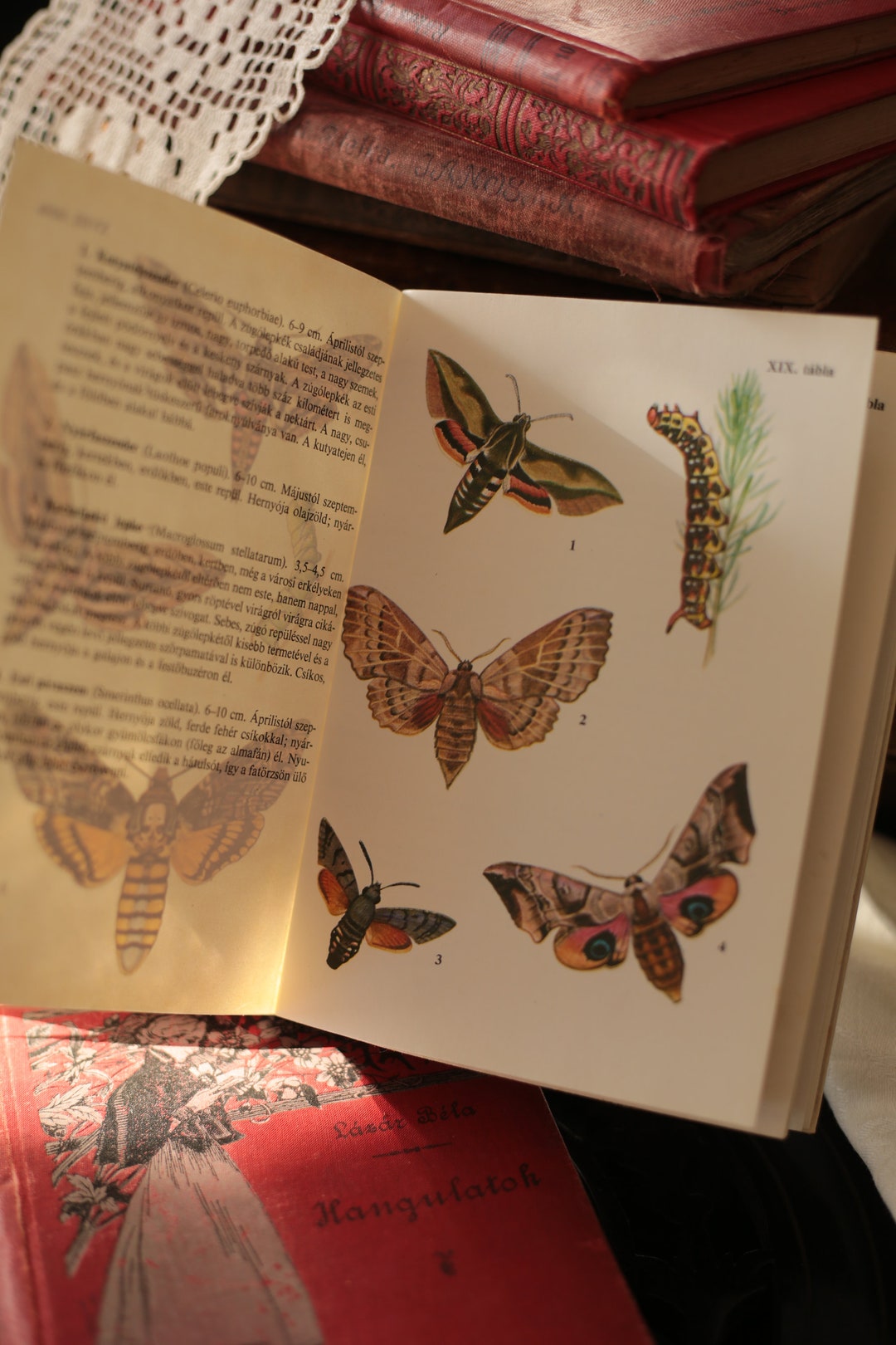 Field Guide to Butterflies and Moths, European Vintage Nature Book ...