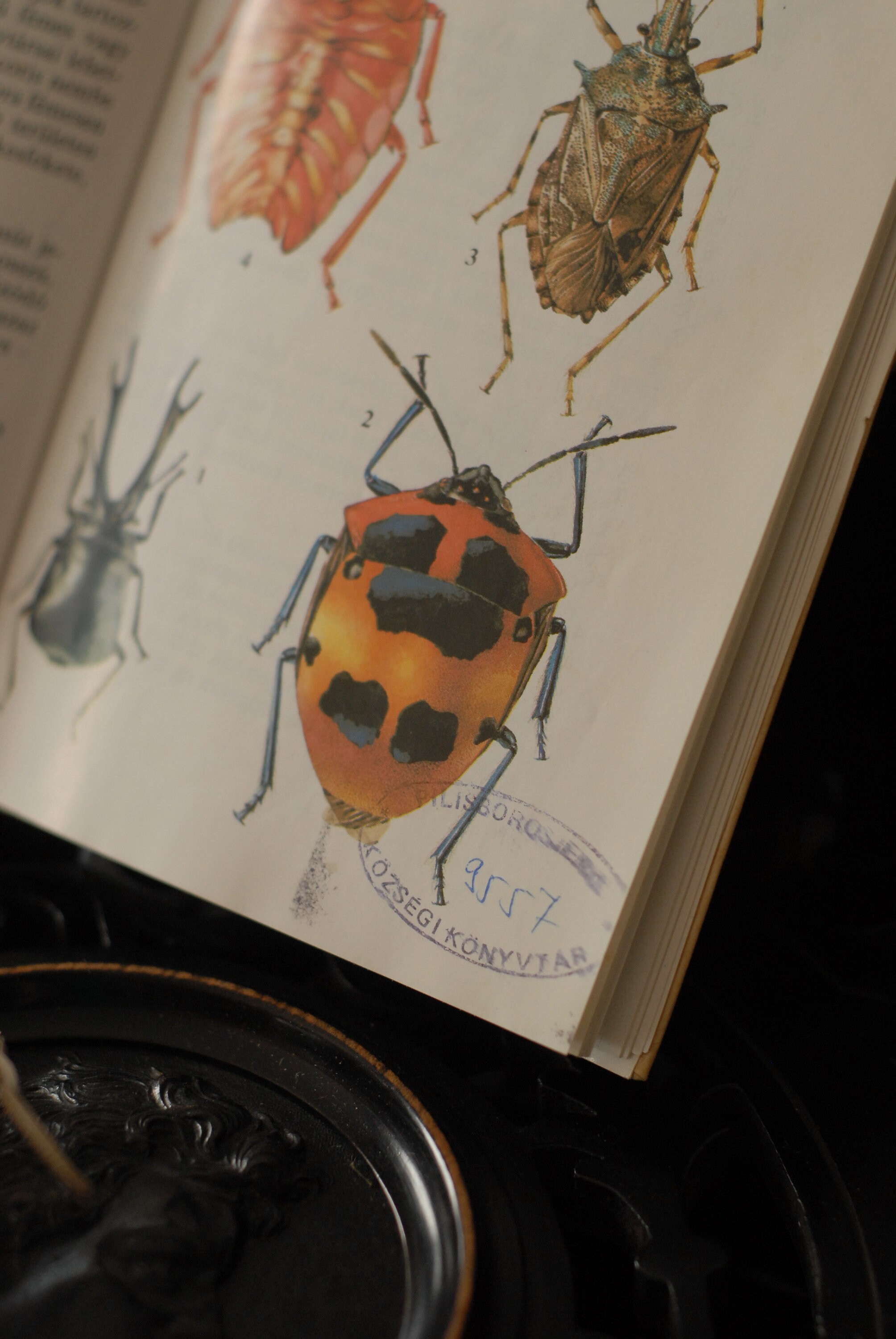 Guide to Exotic Insects, European Vintage Nature Book, Watercolor ...