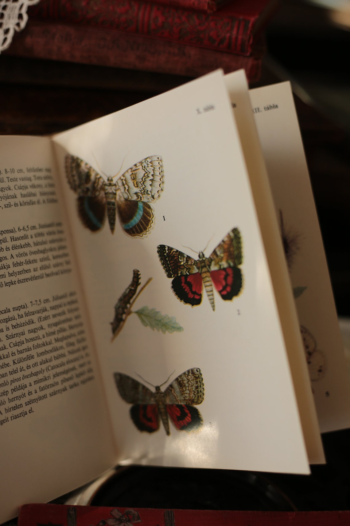 Field Guide to Butterflies and Moths, European Vintage Nature Book ...