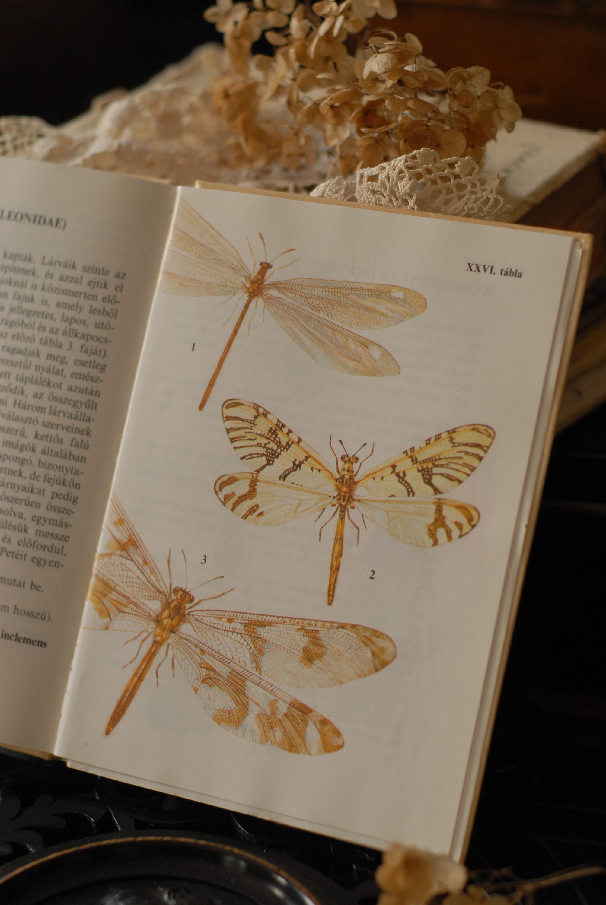 Guide to Exotic Insects, European Vintage Nature Book, Watercolor ...