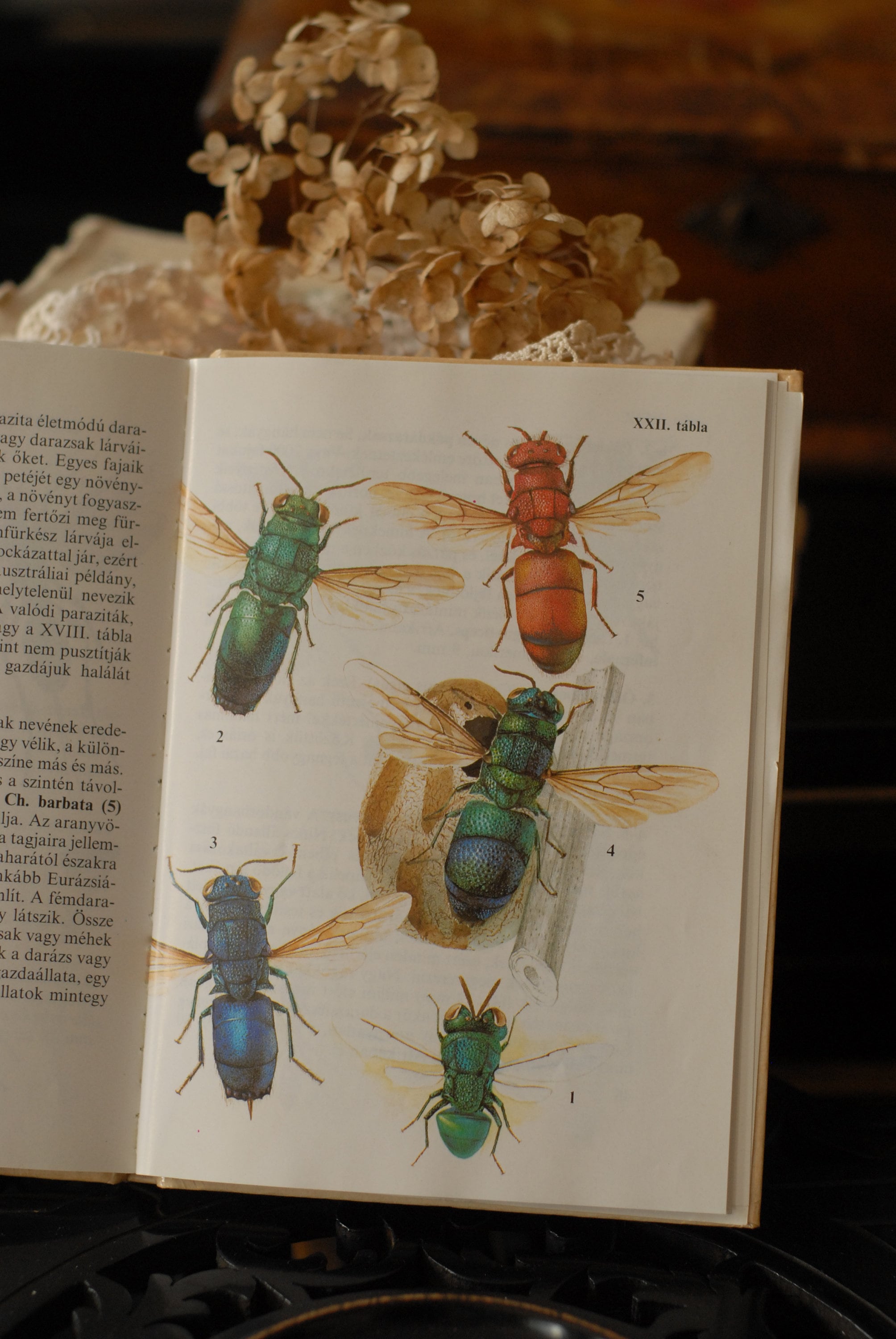 Guide to Exotic Insects, European Vintage Nature Book, Watercolor ...